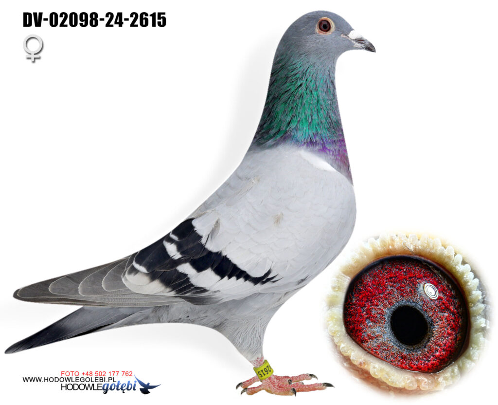 Gołębie na sprzedaż – Stacja rozpłodowa Koopman & Prange – Gołębie na ...
